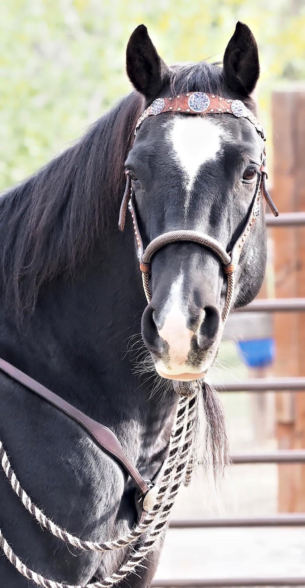 Our Horses - The Wooden Horse